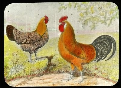 Sicilian Buttercup Chickens - Breed Profile - Backyard Poultry